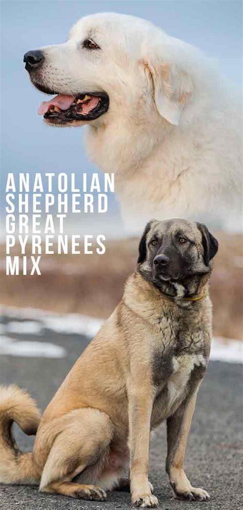 Anatolian Shepherd Great Pyrenees Mix—is This Cross Right For You