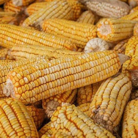 Launch Of The Tanzania Food Security Bond