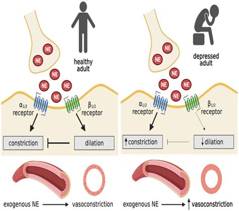 Microvascular β Adrenergic Receptor Mediated Vasodilation Is Attenuated