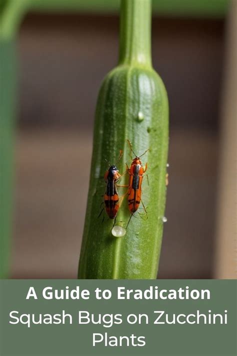 A Guide To Eradication Squash Bugs On Zucchini Plants