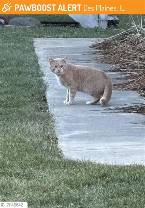 Des Plaines Il Stray Male Cat Found Near Maple And Pratt In Des