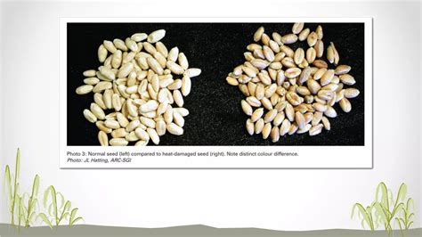 Seed Drying And Its Methods Pptx