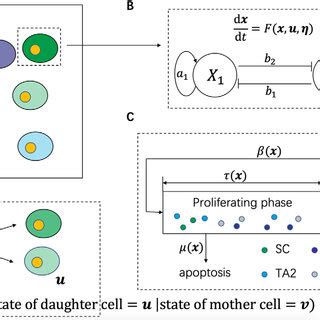 Illustration Of The Hybrid Model A Individual Based Model Of A Download Scientific Diagram