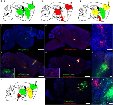 Simultaneous Anterograde And Retrograde Transsynaptic Circuit Tracing