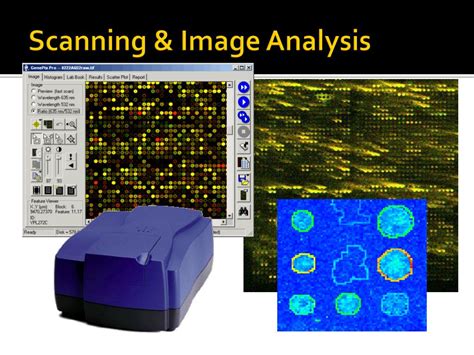 Ppt Cdna Microarrays Powerpoint Presentation Free Download Id5703963