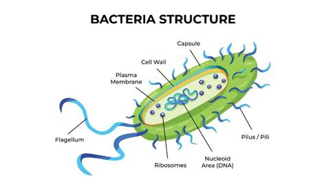 Bacteria Estructura Estructura De Las Bacterias Virus Y Hongos