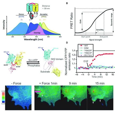 Fret Principles And Fret Biosensors A Excitation Ex And