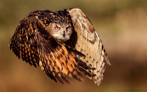 Nature Flying Birds Animals Owls Wallpapers Hd Desktop And Mobile