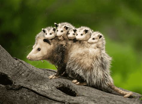 Opossum Pouch Inside