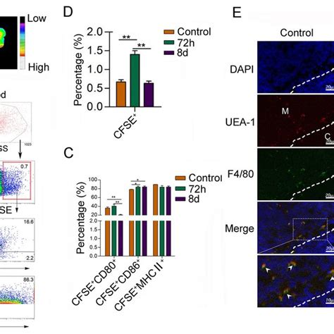 The Peripheral Macrophages Migrate Into Thymus In Endotoxin Tolerance