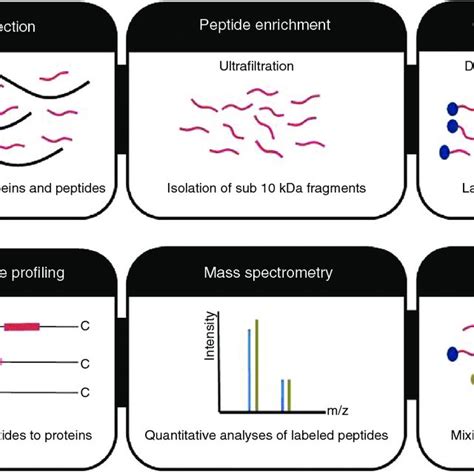 Peptidomics Based Workflow For Degradome Profiling From Top Left Peptidomics Based Workflow For Degradome Profiling From Top Left