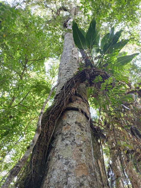 Dacryodes Talamancensis In March 2023 By Saul Mr · Inaturalist