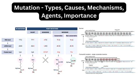 Dna Polymerase Iii Holoenzyme Biology Notes Online