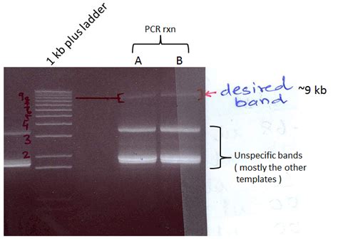 37 questions with answers in overlap extension pcr scientific method