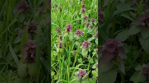 Shakespeare Sonnet 9 Youtube