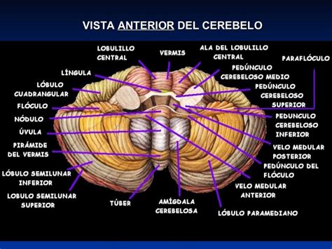 Cerebelo Anatomia On Emaze