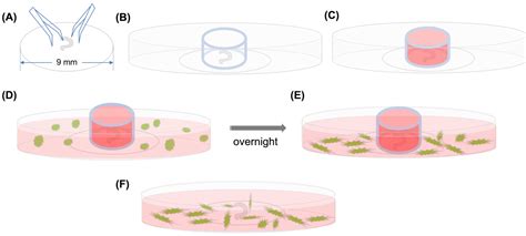 In Vitro Time Lapse Live Cell Imaging To Explore Cell Migration Toward
