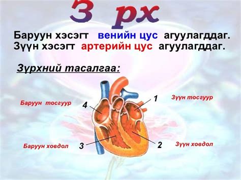 Цусны эргэлт