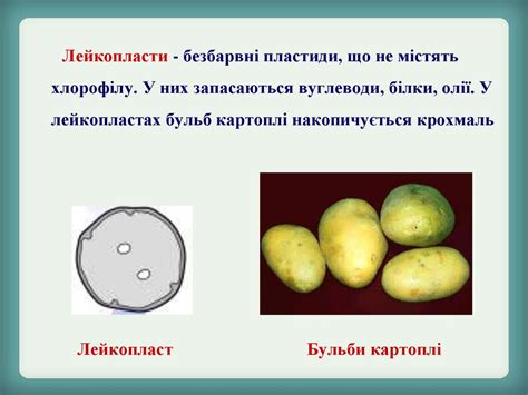 Будова рослинної та тваринної клітини 6 клас презентация онлайн