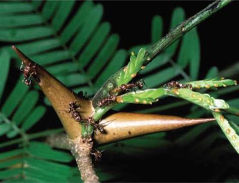 Mutualismhtml 5407aantsonacacia L
