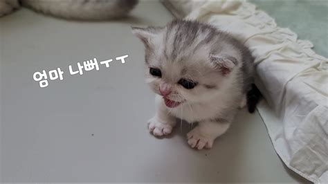 엄마 고양이가 자꾸 젖을 안주고 피하자 엄마한테 서운하다고 말도 하고 짜증내는 최연소 아기고양이 ㅎㅎㅎ 귀엽습니다 Youtube