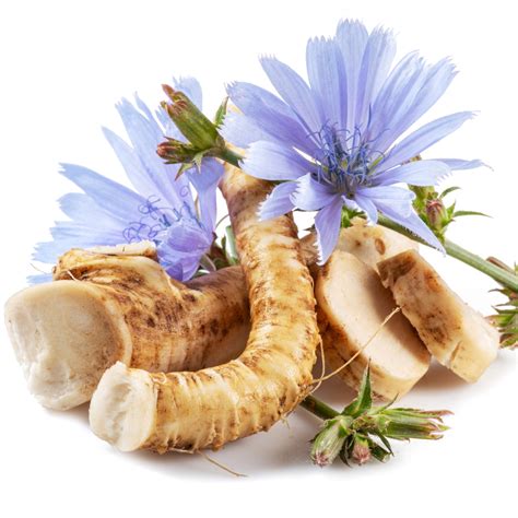 Chicory Root Health Benefits Nutrition Facts And Uses Efdyeq