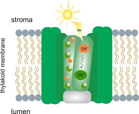 Simplified Presentation Of Photosystem Ii Complex Psii Only The Core