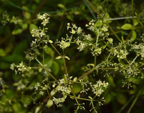 Galium Elegans Eflora Of India