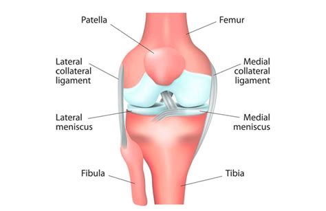 ACL Structure And Biomechanical Properties