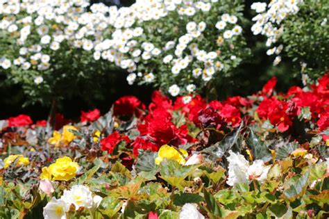 꽃 식물과 연간 침구 꽃 제기 침대 노란색과 빨간색 베고니아 흰색 데이지 꽃과 녹색 실버 단풍 흐린 원예 나무와 잔디 배경표준 마거리트 데이지와 영어 여름 꽃 정원의 이미지
