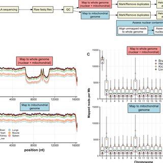 Alignment Of Sequencing Data To Whole Genome Reference Leads To Download Scientific Diagram