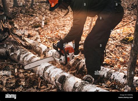 Mature Man Chainsawing Tree Trunk On Autumn Forest Floor Stock Photo Alamy