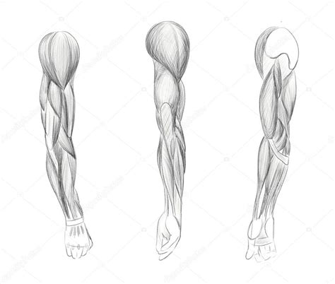Brazo Humano