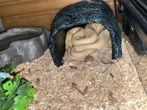 Snake Weight Loss Tips Rballpython