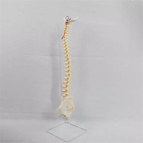 Flexible Human Spinal Column Vertebral Curve Model Human Spine Bone