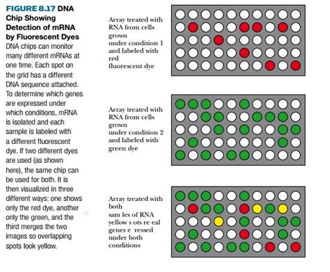 Gene Expression And Microarrays