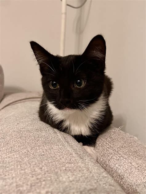 Adopted A Tuxedo Kitten No Regrets R Tuxedocats