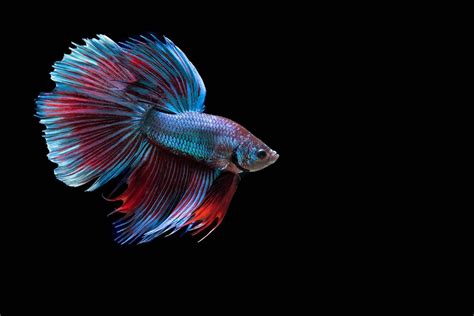 1100 Fish Wallpapers