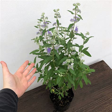 園芸ネット本店｜カリオプテリス：ブルーエンパイヤ5号鉢植え の通販【公式】