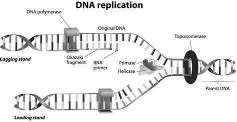 Dna Replication Machinery Enzymes Steps Roles And Key Actions