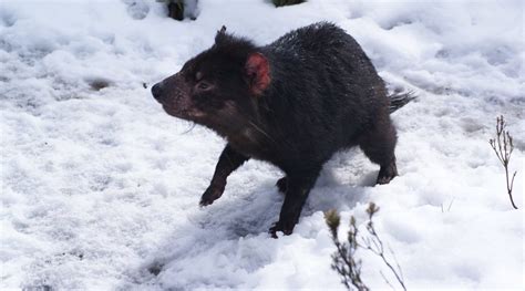 Uncovering Tasmanias Best Kept Winter Secrets Transfercar