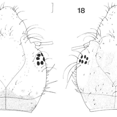 Cephalic Capsule Of Third Instar Of Scarodytes Halensis Fabricius Download Scientific