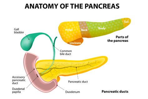 Pancreas Function And Location