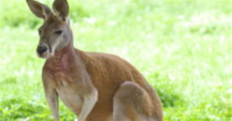 러시아 캥거루고기 최대수입국