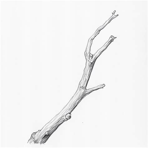 Tree Branch A Drawing Images Free Download On Freepik