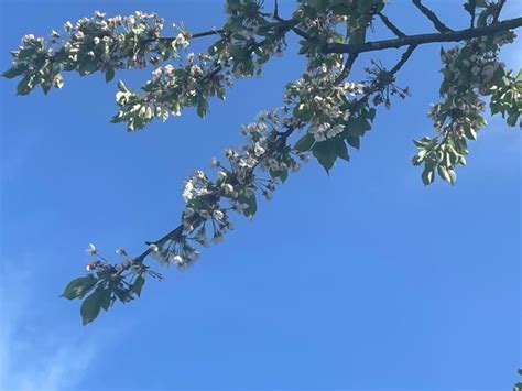 Interesting Conjoined Trees How Common Is This What Tree Types Are These And How Does It