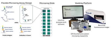 Measuring Intact Full Length Capped Tailed Mrna In A Single Assay