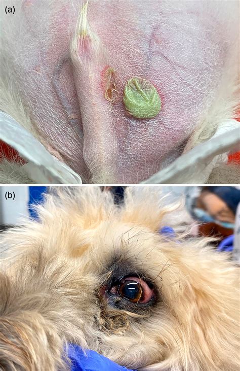 Antimicrobial Use Guidelines For Canine Pyoderma By The International