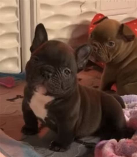 Sold Pimpy X Obsidian Female Vortex Bulls