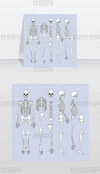 骨盆详细结构解剖图专题模板 骨盆详细结构解剖图图片素材下载 我图网 骨盆详细结构解剖图专题模板 骨盆详细结构解剖图图片素材下载 我图网